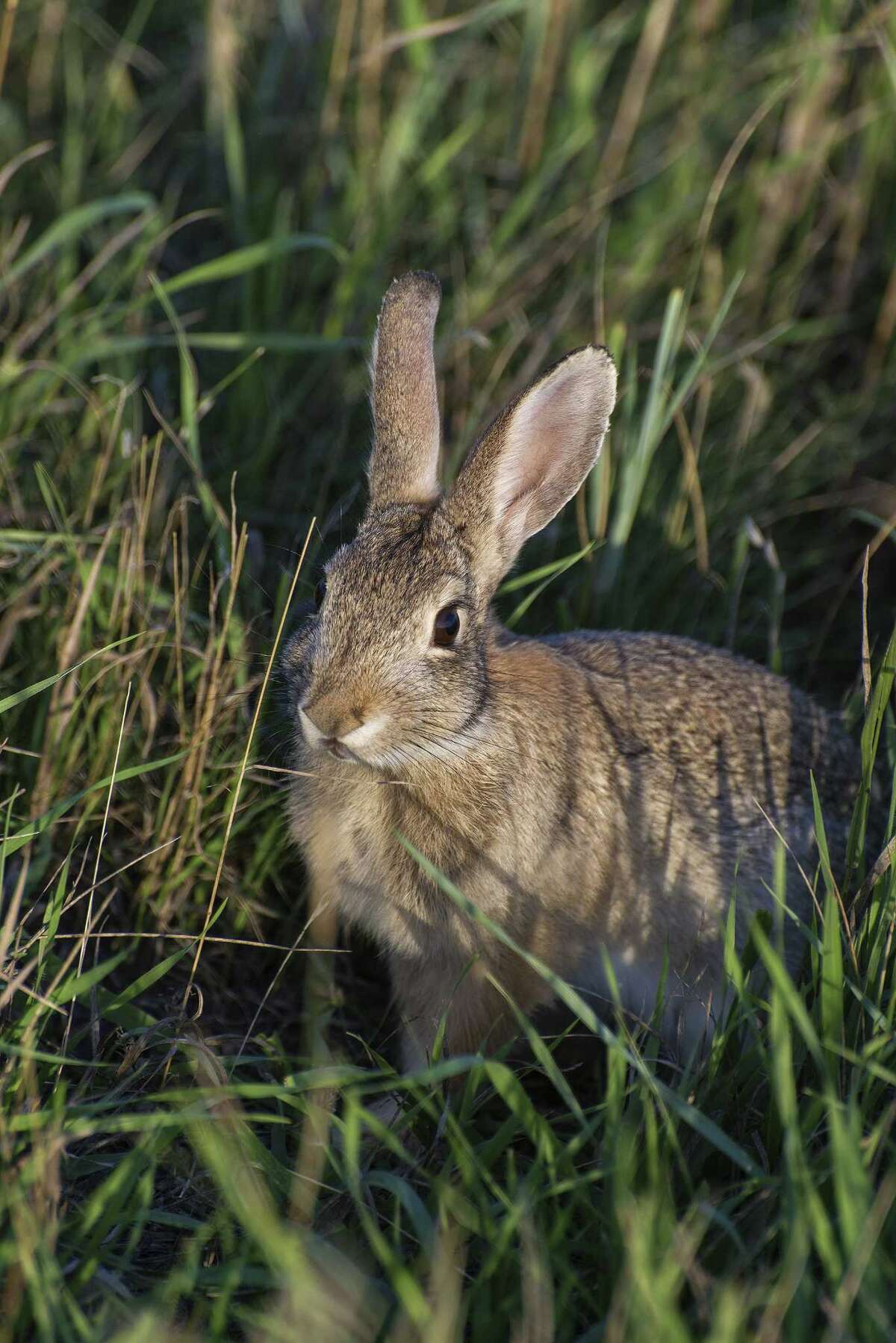 Bison at Iowa wildlife refuge survives lightning strike
