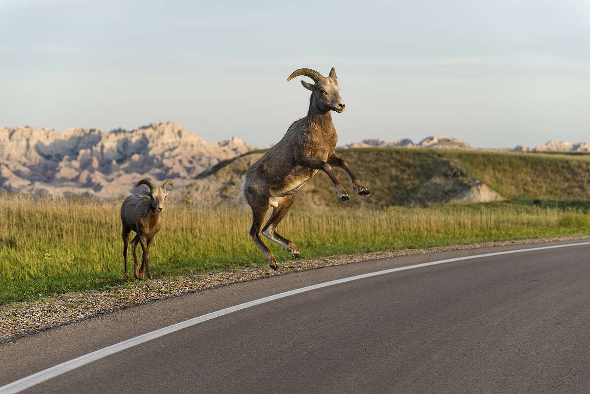Bison at Iowa wildlife refuge survives lightning strike