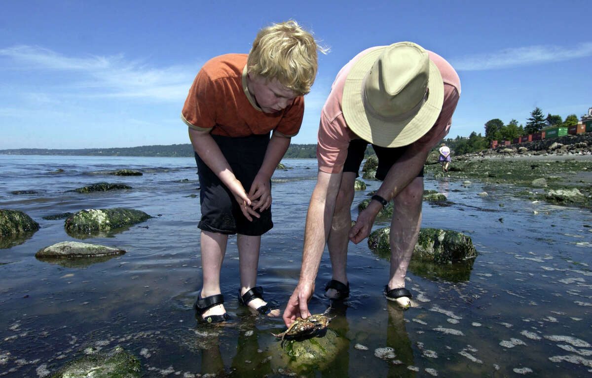 Seattle's 10 best beaches for exploring tide pools this summer