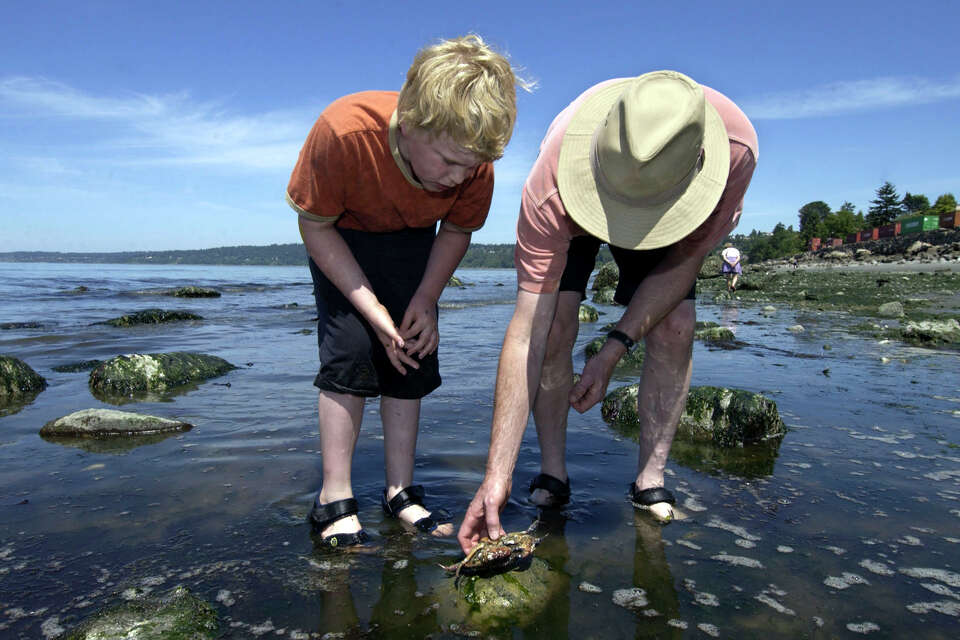 Seattle's 10 best beaches for exploring tide pools this summer