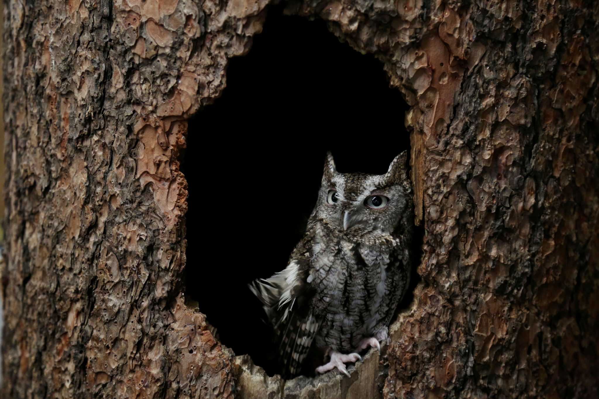 Rescued animals nurtured at Wildlife Center of Texas