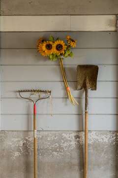 Ramini Mozzarella uses gentle methods to care for buffalo