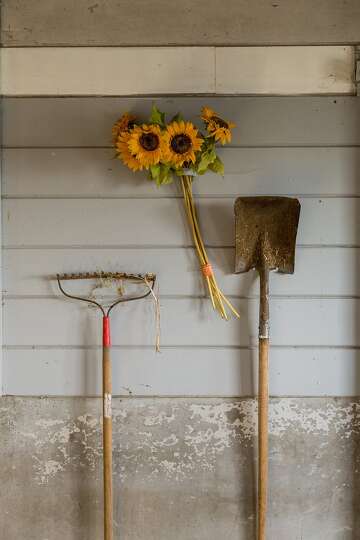 Ramini Mozzarella uses gentle methods to care for buffalo