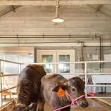 Ramini Mozzarella uses gentle methods to care for buffalo - SFGate