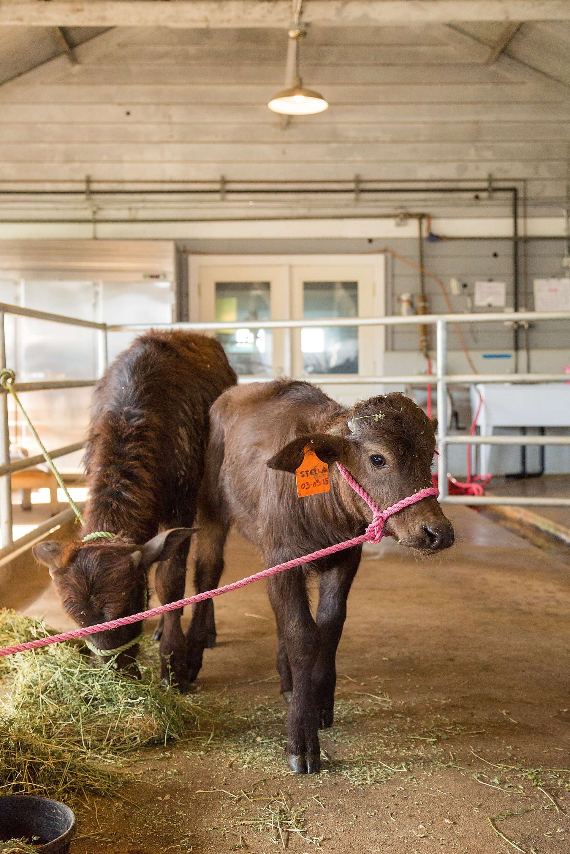 Ramini Mozzarella uses gentle methods to care for buffalo