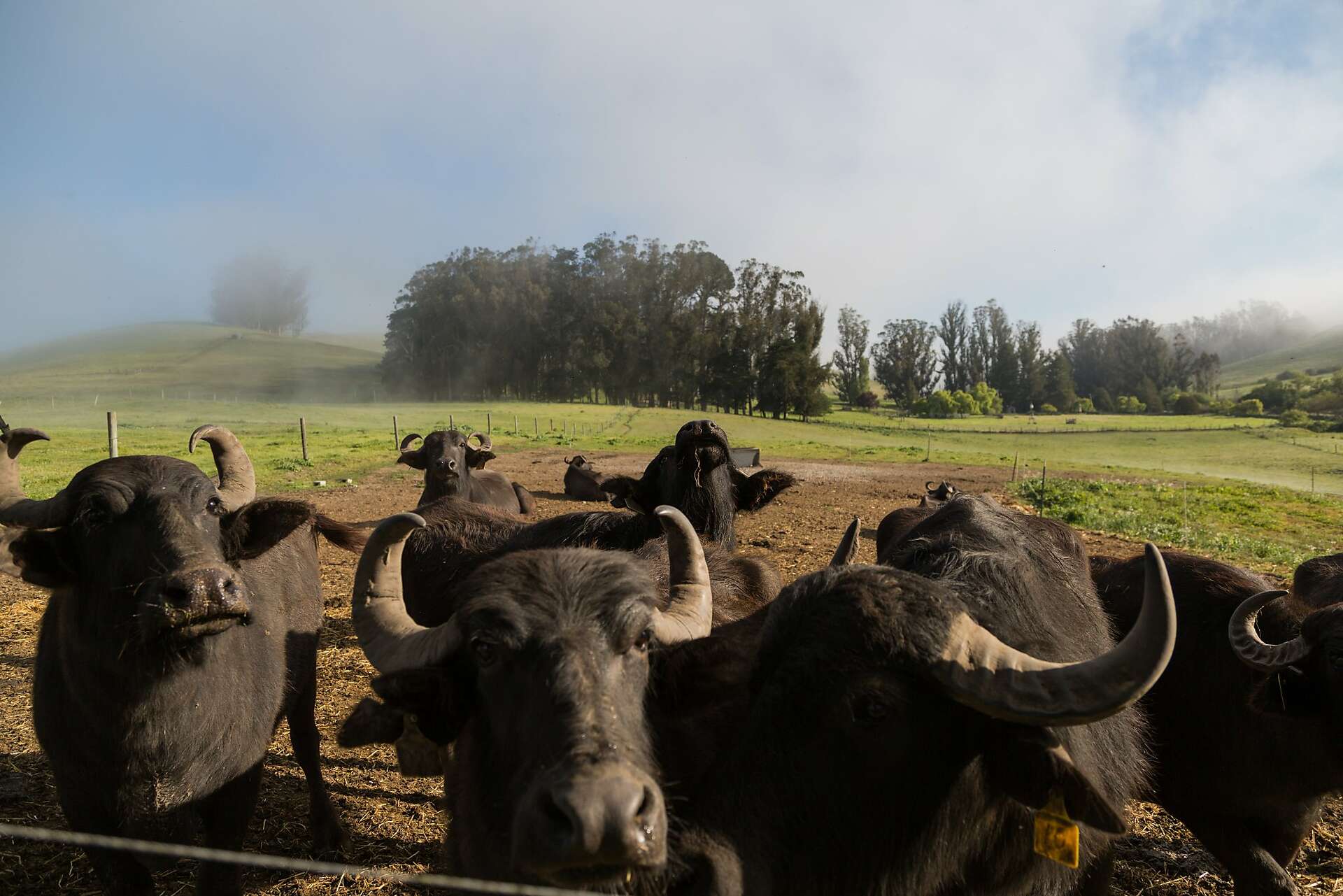 Ramini Mozzarella uses gentle methods to care for buffalo