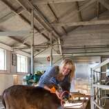 Ramini Mozzarella uses gentle methods to care for buffalo - SFGate