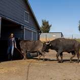 Ramini Mozzarella uses gentle methods to care for buffalo - SFGate