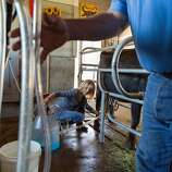 Ramini Mozzarella uses gentle methods to care for buffalo - SFGate