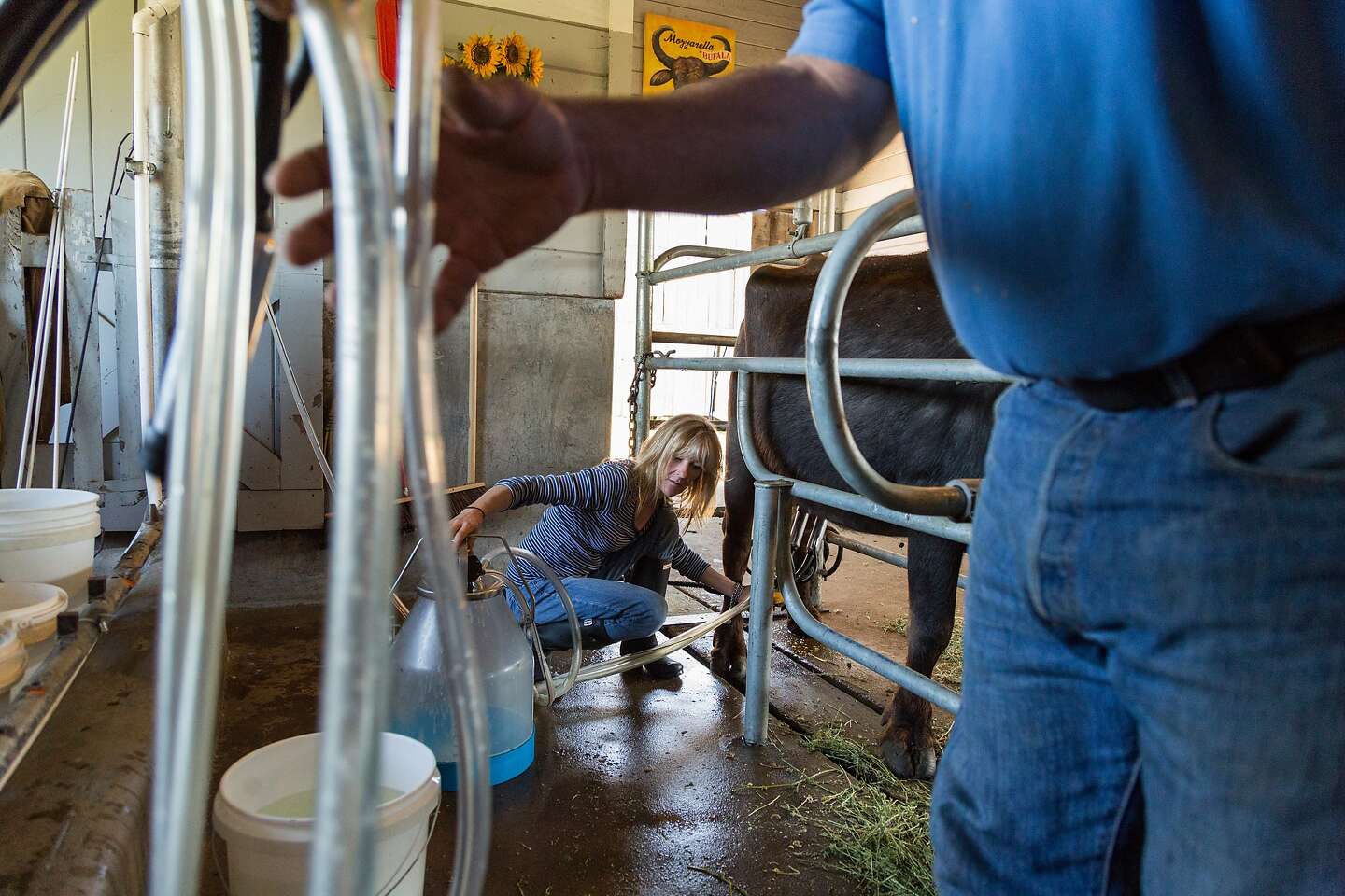Ramini Mozzarella uses gentle methods to care for buffalo