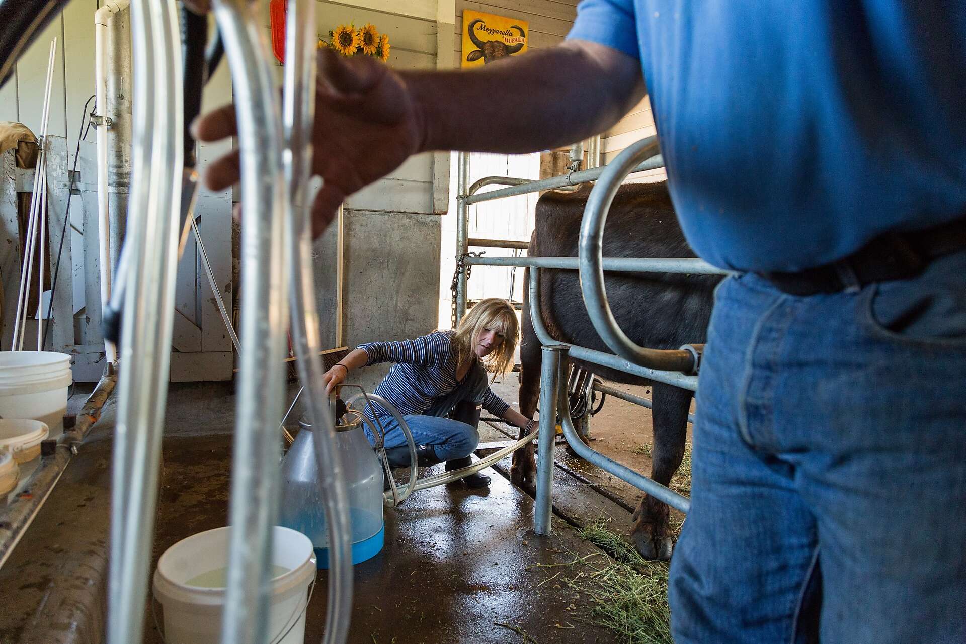 Ramini Mozzarella uses gentle methods to care for buffalo