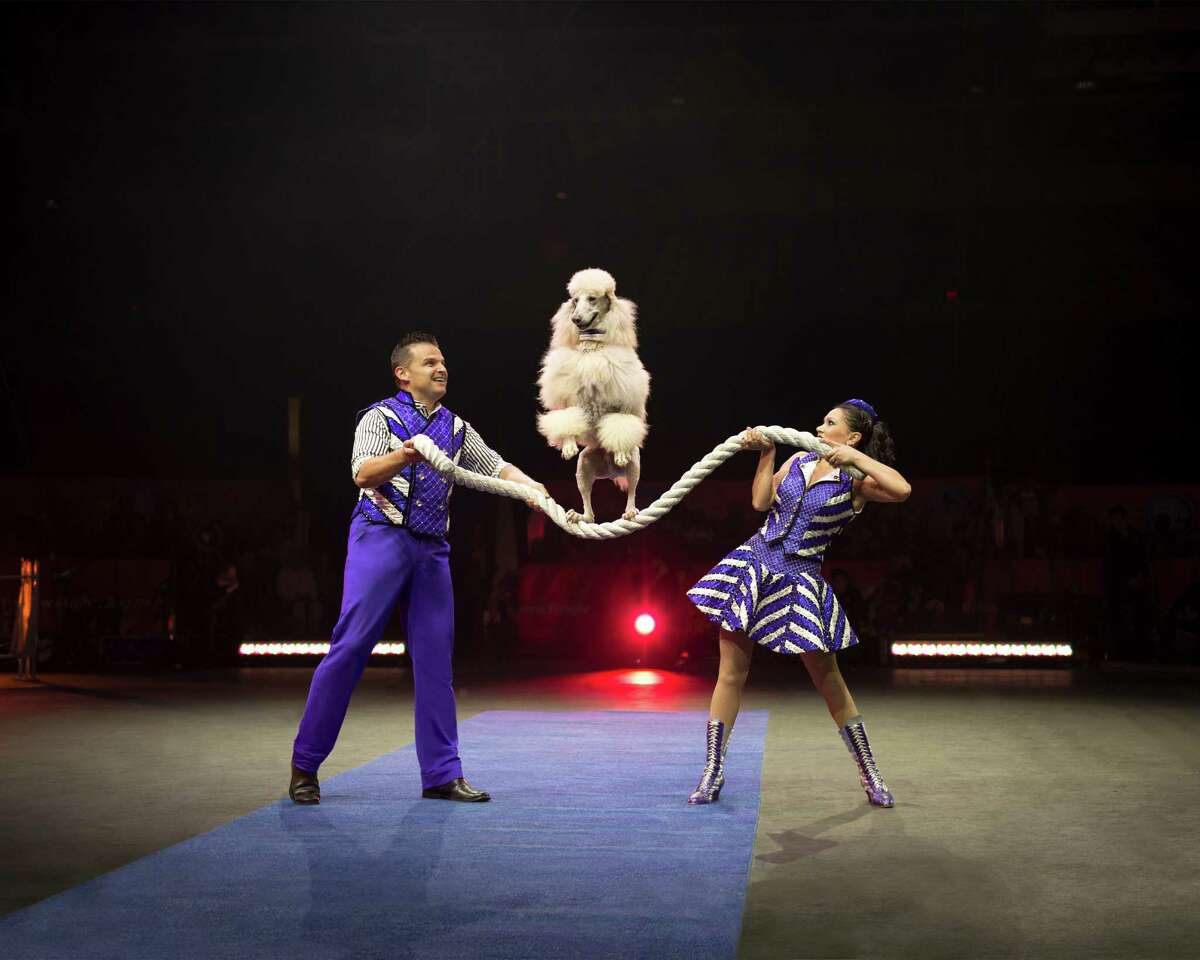 Animal trainer with Albany-bound circus bonds with dogs