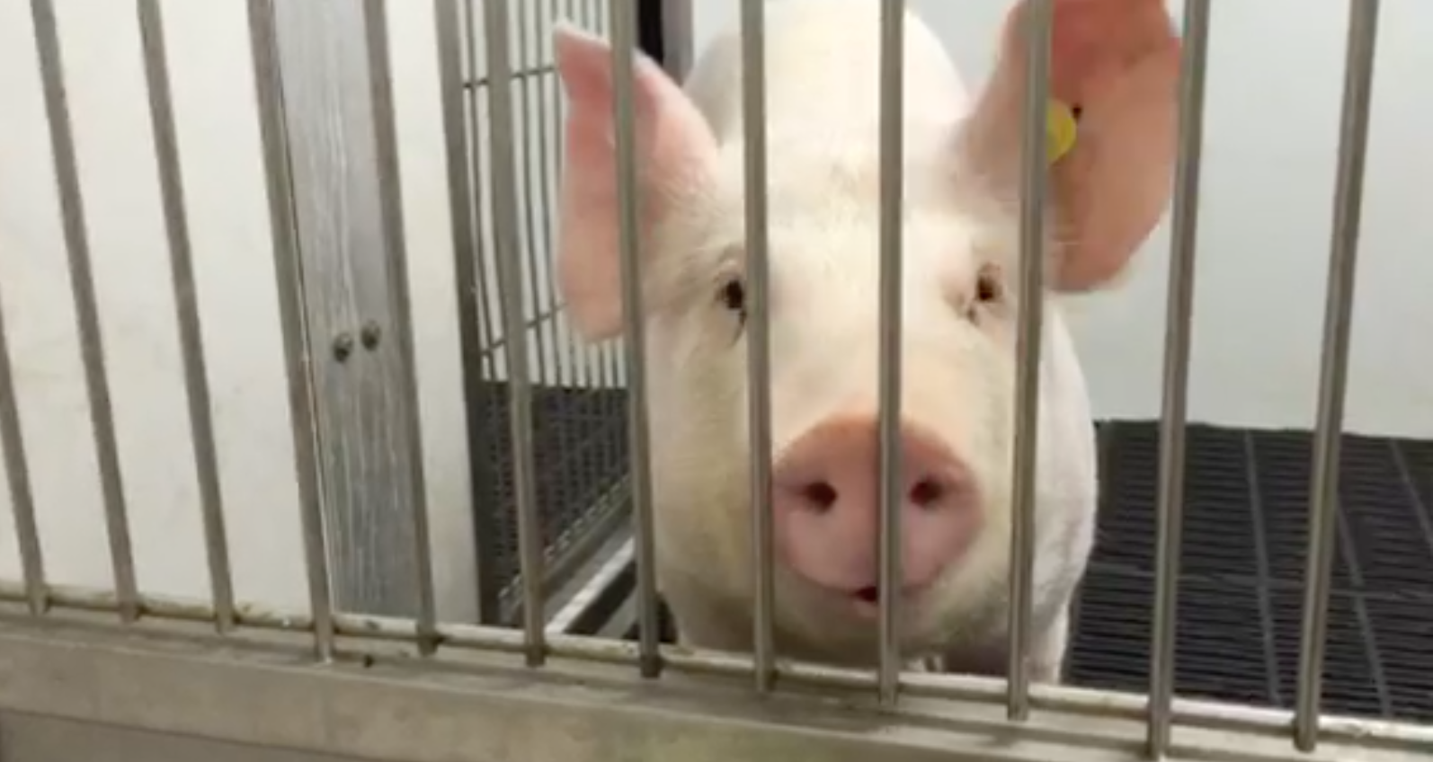 Galveston doctors successfully implant lab-built lung into pig