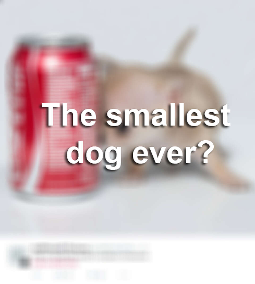 Adorable, pear-sized Chihuahua could be smallest dog ever