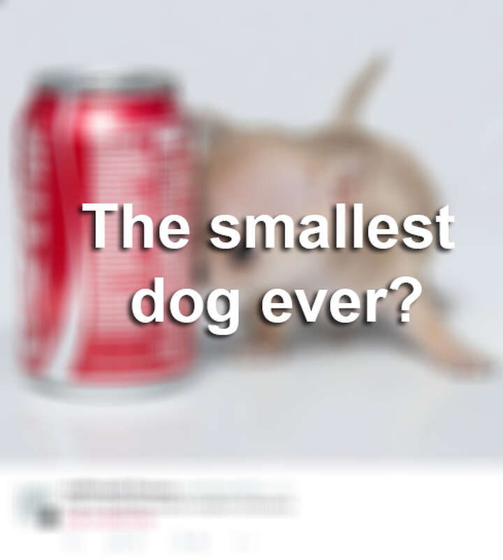 Adorable, pear-sized Chihuahua could be smallest dog ever