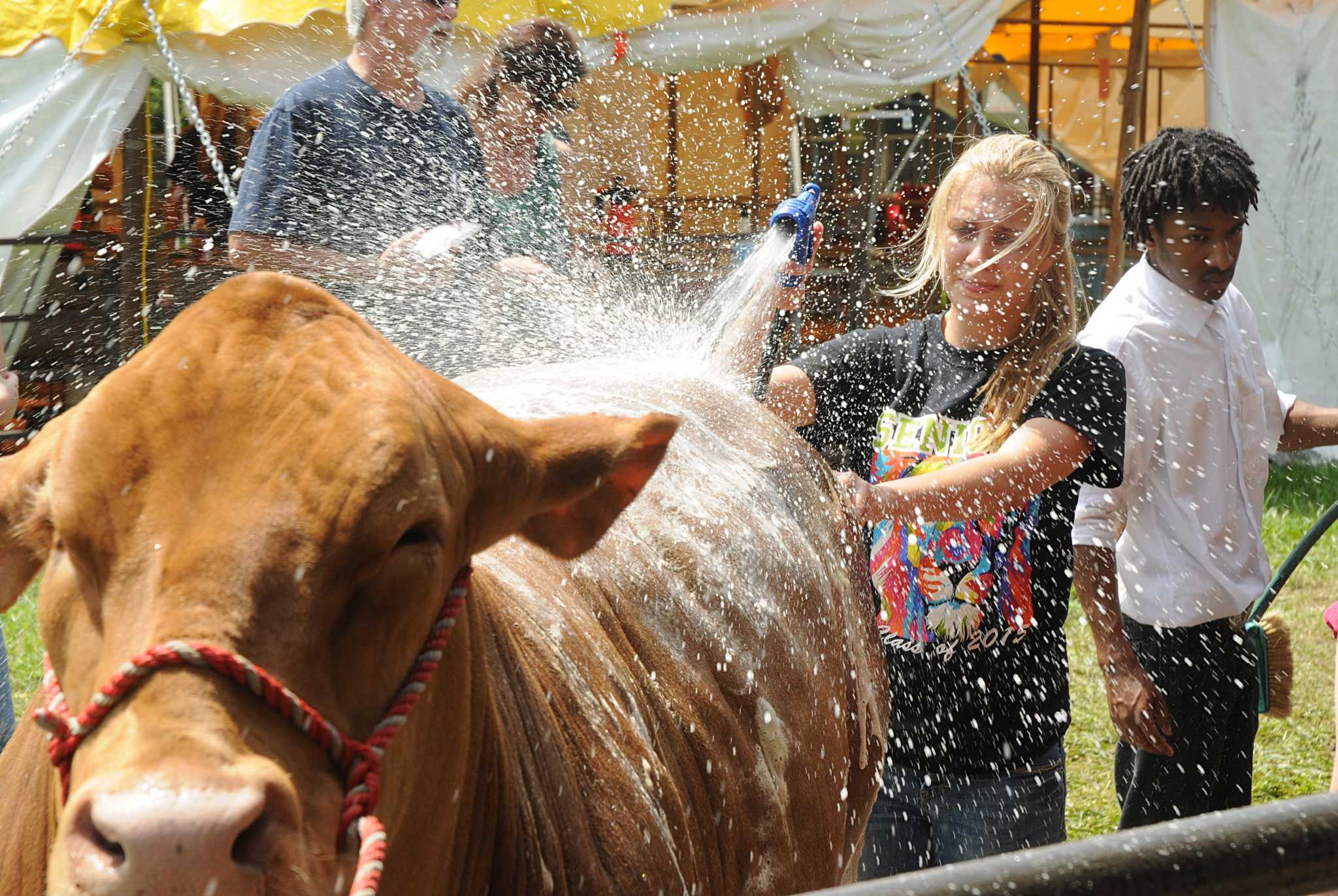 Spring ISD livestock show raises more than $145,000