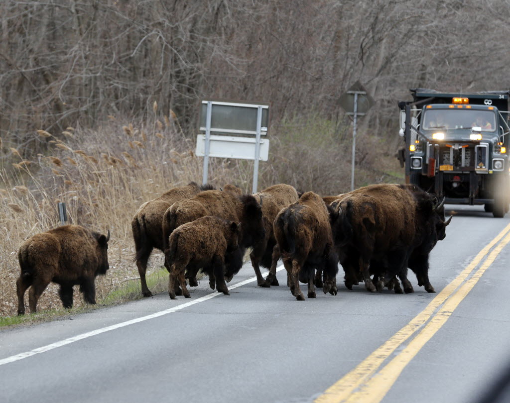 Buffalo roam too far from safety of home