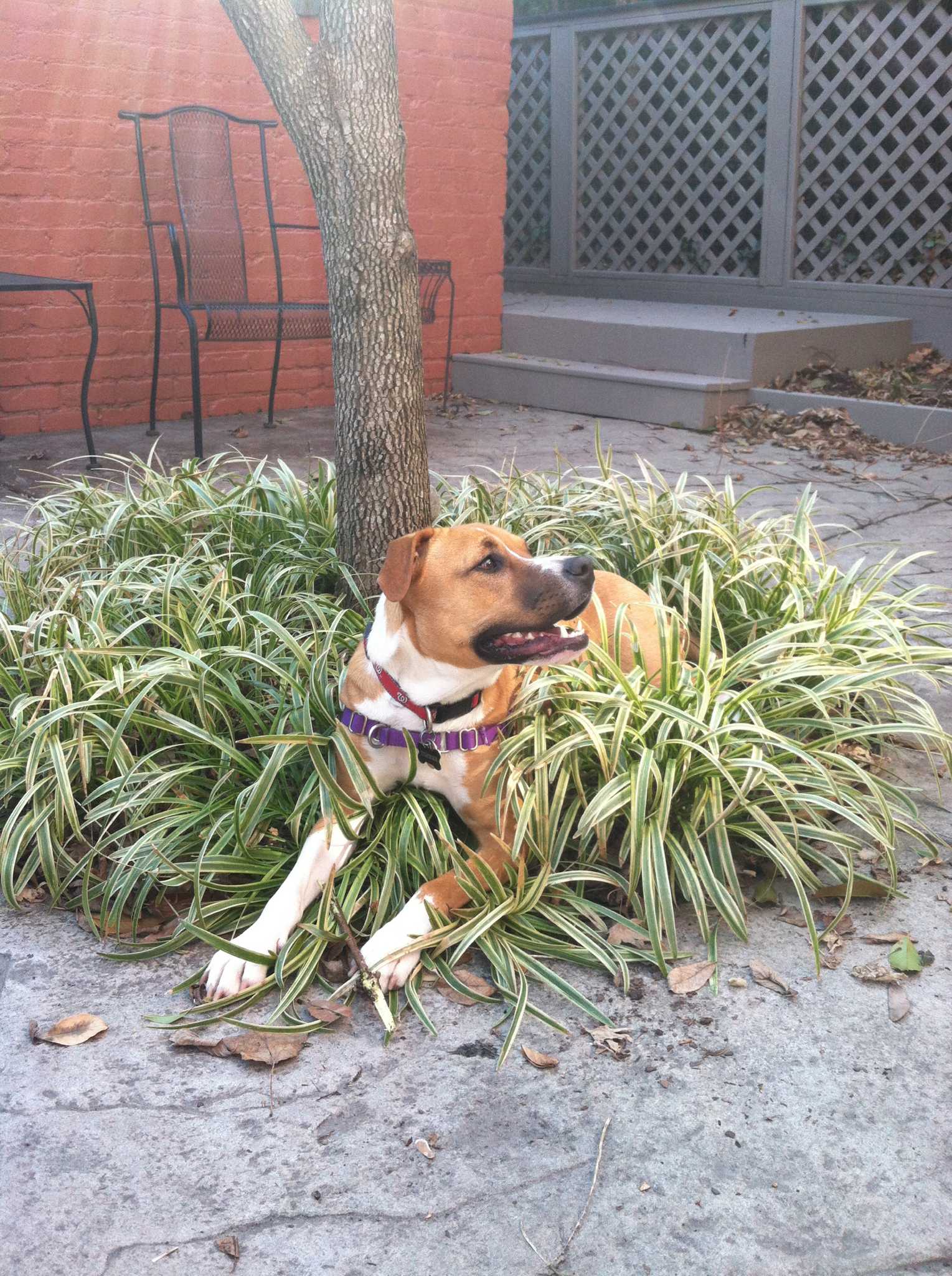 Diggin’ In: Chew on these ideas for successful gardening with pets