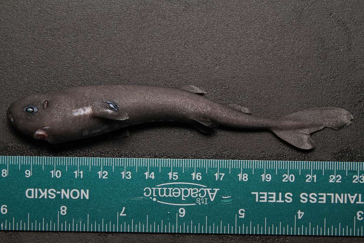 Extremely rare 'pocket shark' found in the Gulf of Mexico