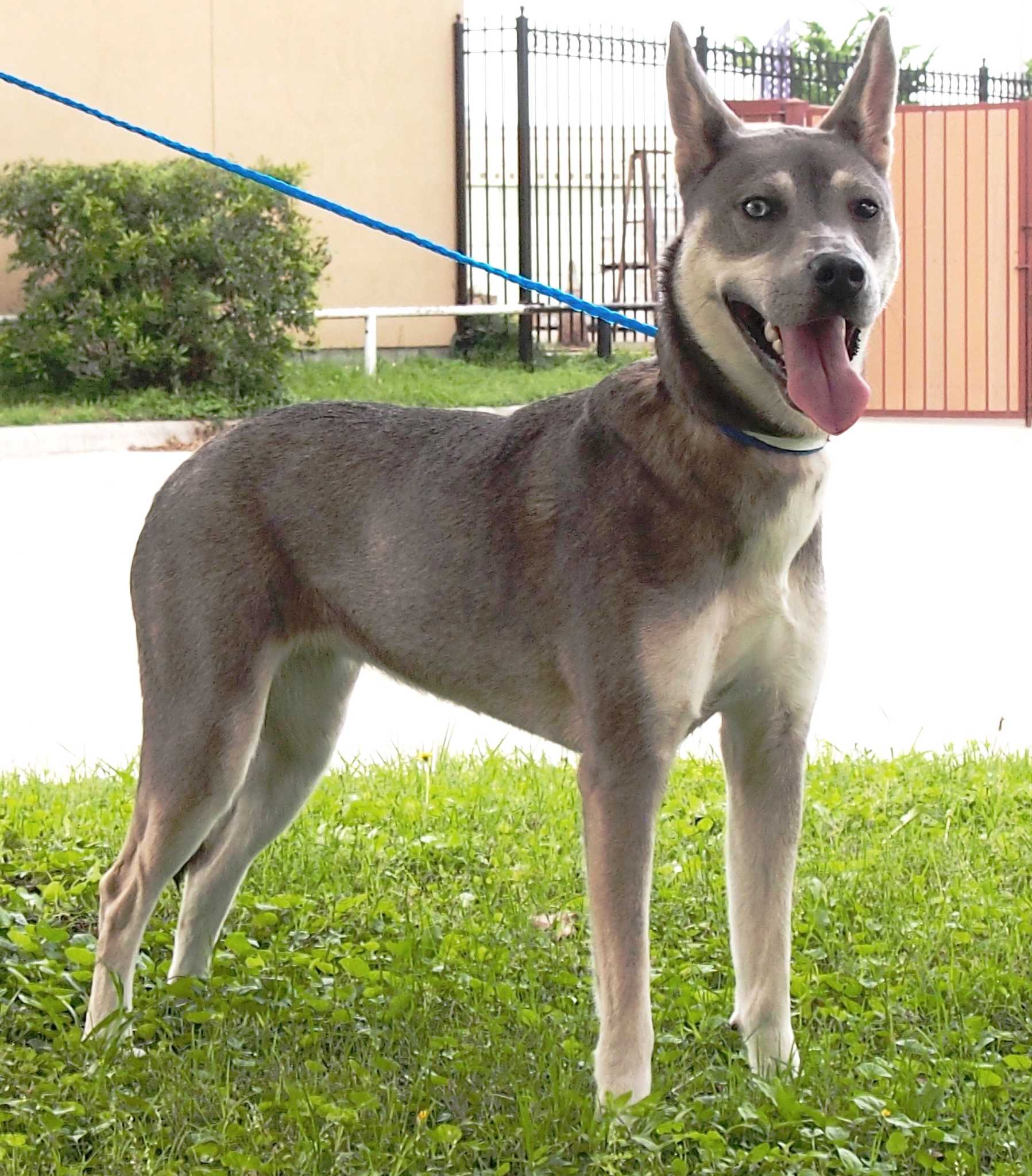 Thanks to Rockets' win, Worrell will get UH award