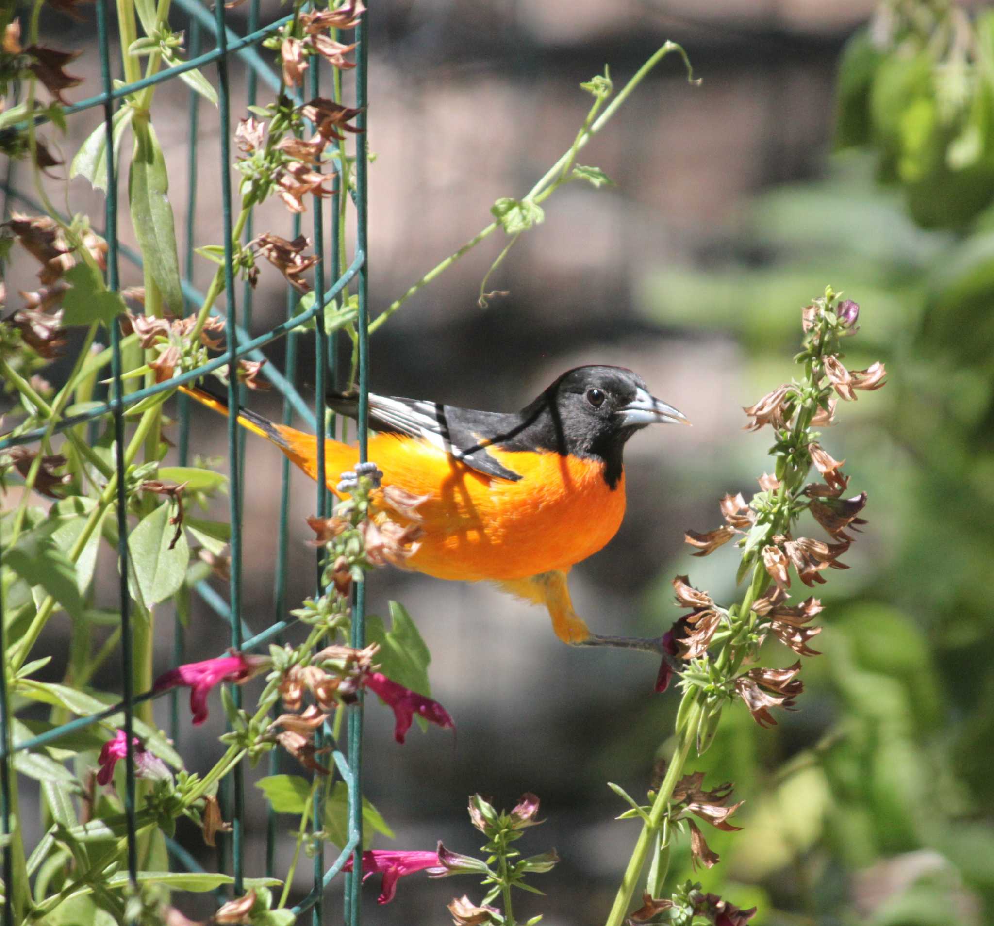 Creating a year-round bird haven in the garden