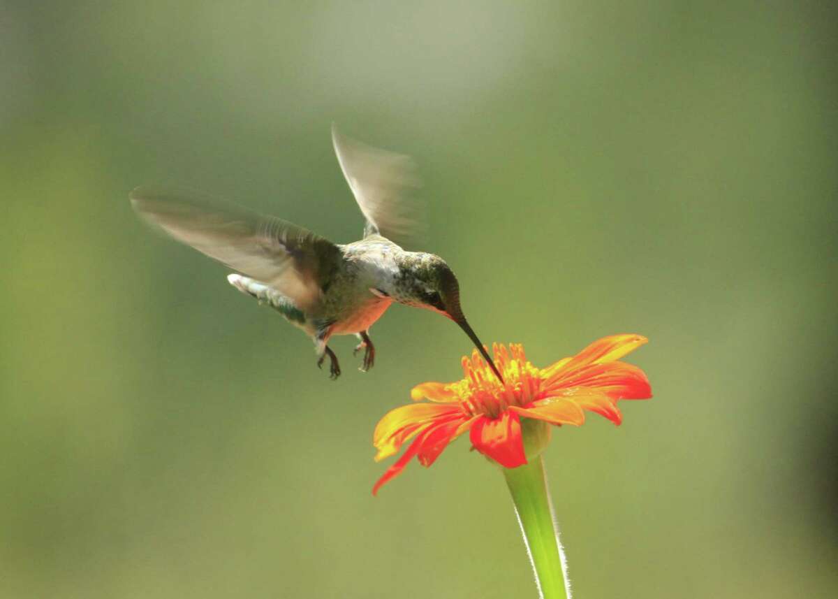 Creating a year-round bird haven in the garden