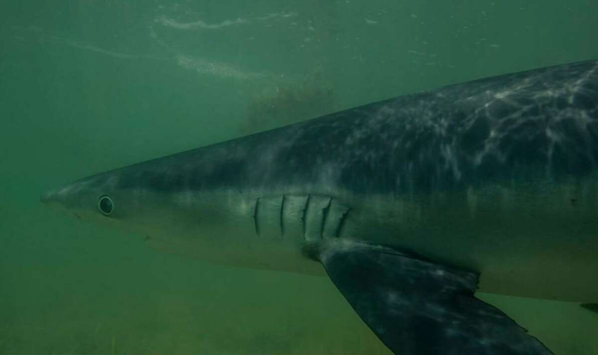 Florida man survives horrific shark bite