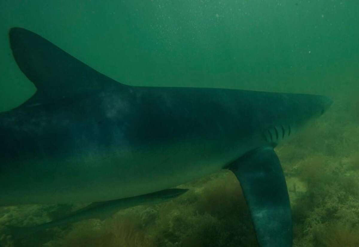 Florida man survives horrific shark bite