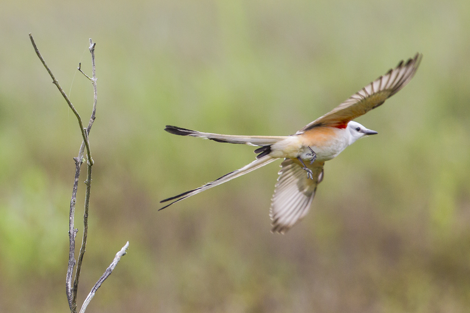 Scissor-tailed flycatchers prove adaptable