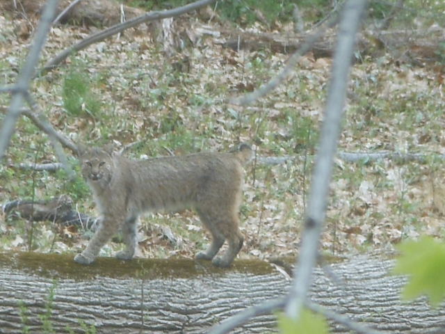 bobcat attacks per year