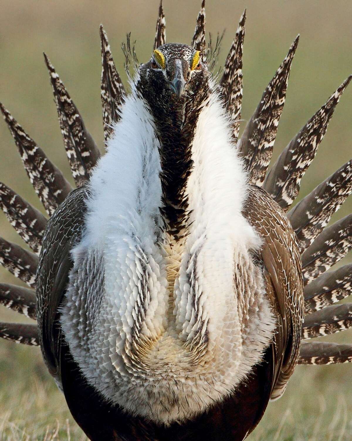 Concrete highway barrier blamed for death of endangered Texas cat