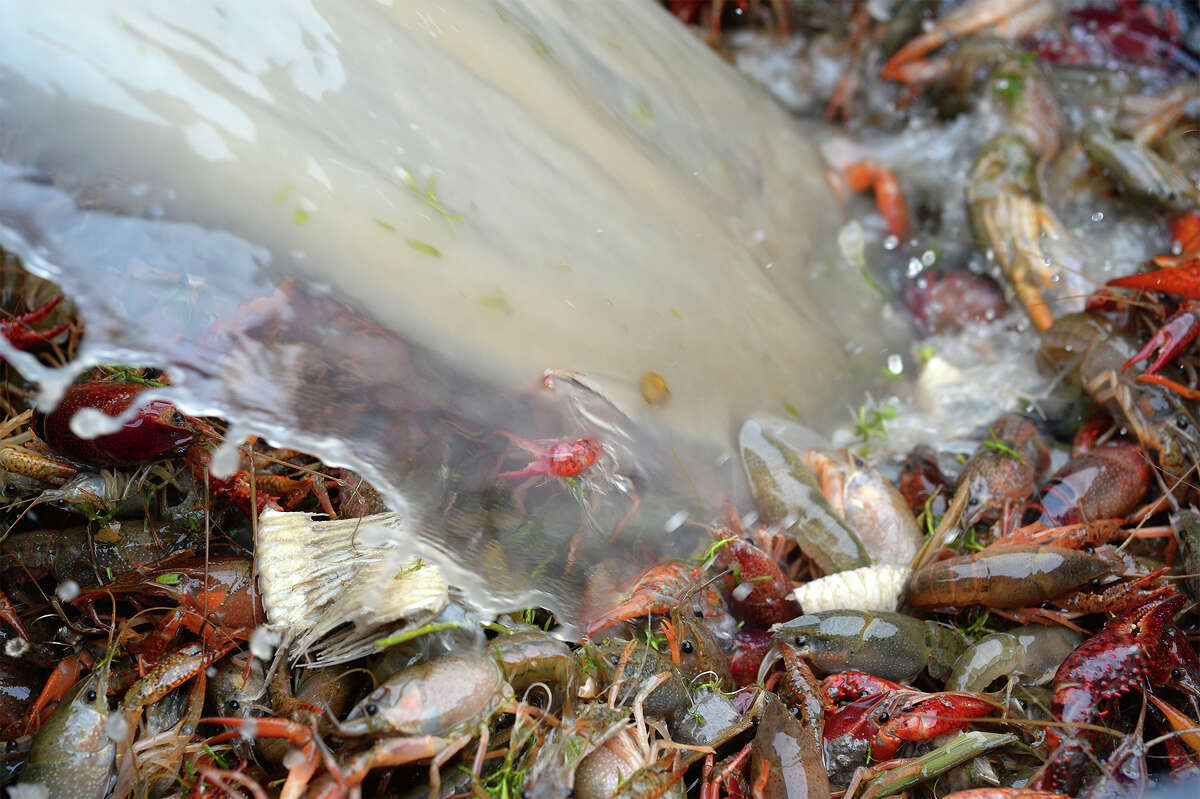 Dumping crawfish waste smelly problem in SE Texas