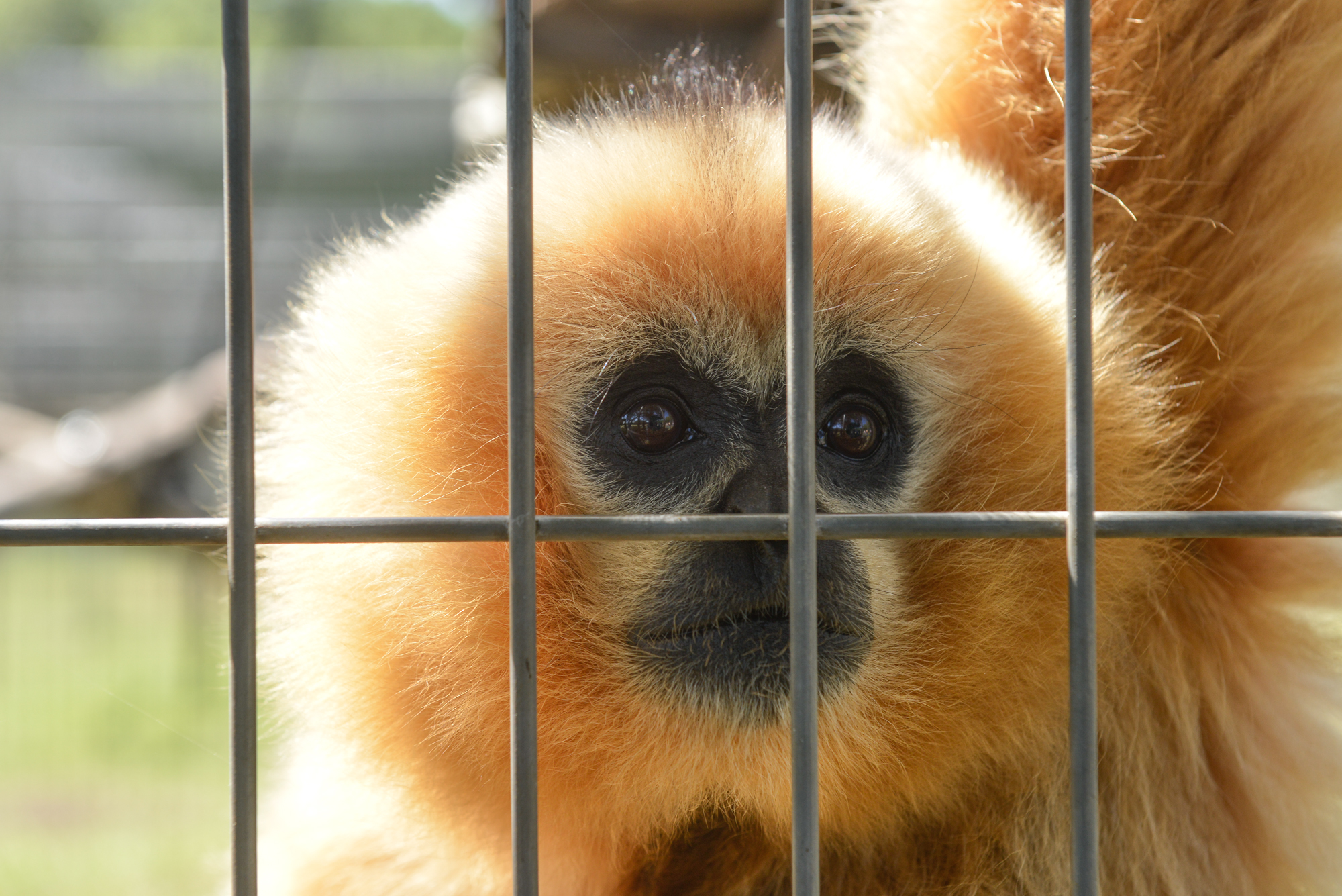 Primate sanctuary has first public tour