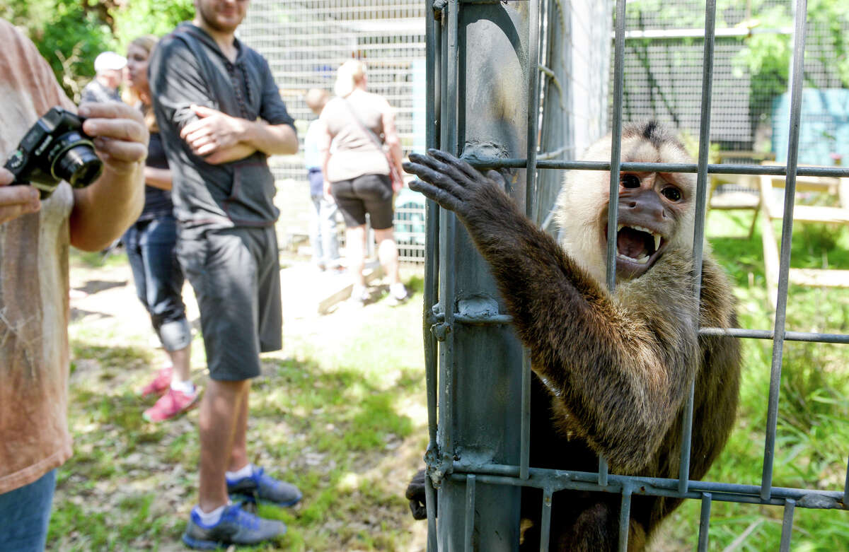 Primate sanctuary has first public tour
