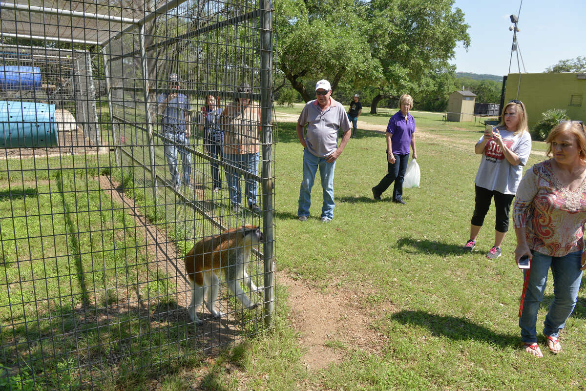 Primate sanctuary has first public tour
