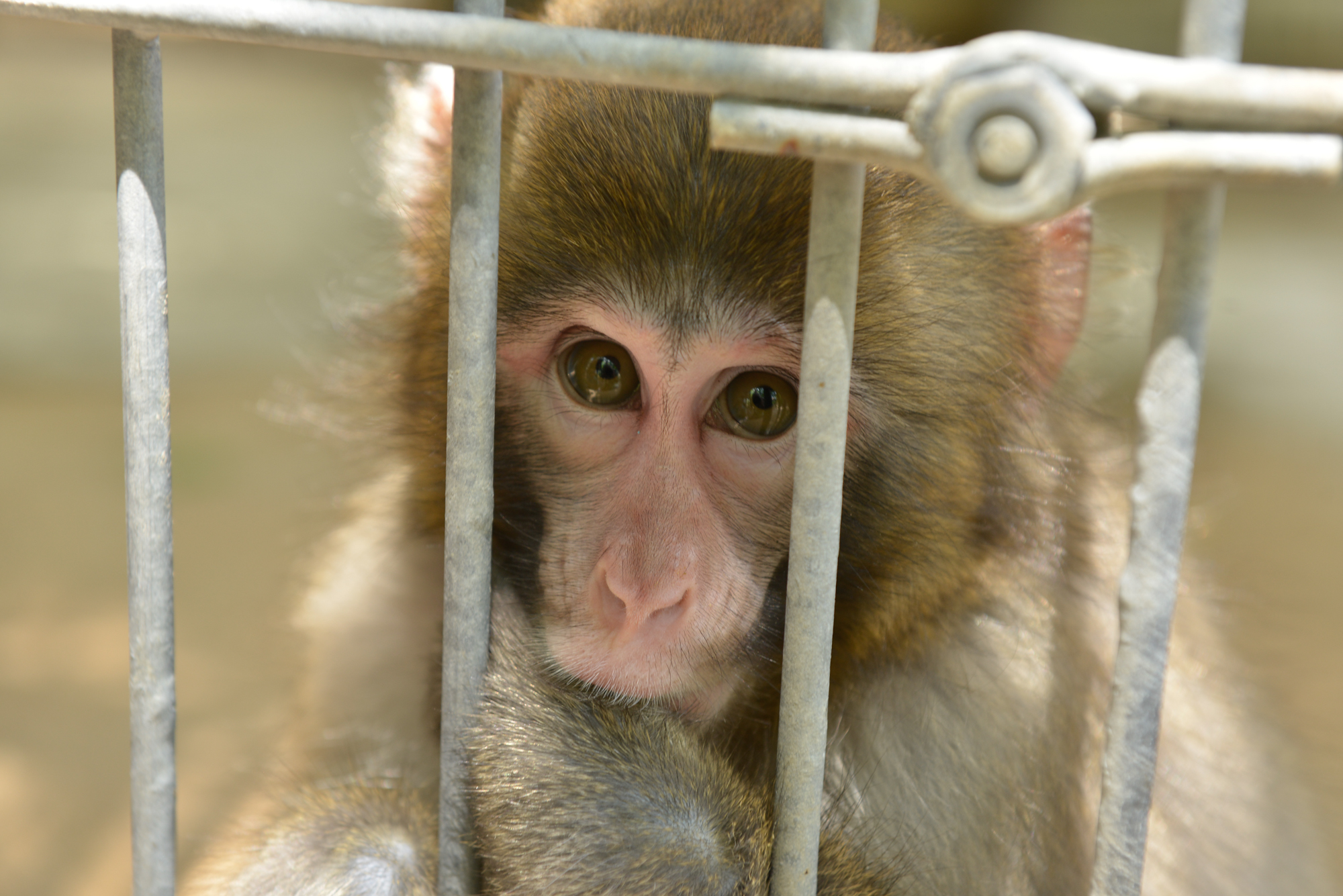 Help San Antonio wildlife sanctuary Primarily Primates prepare for ...