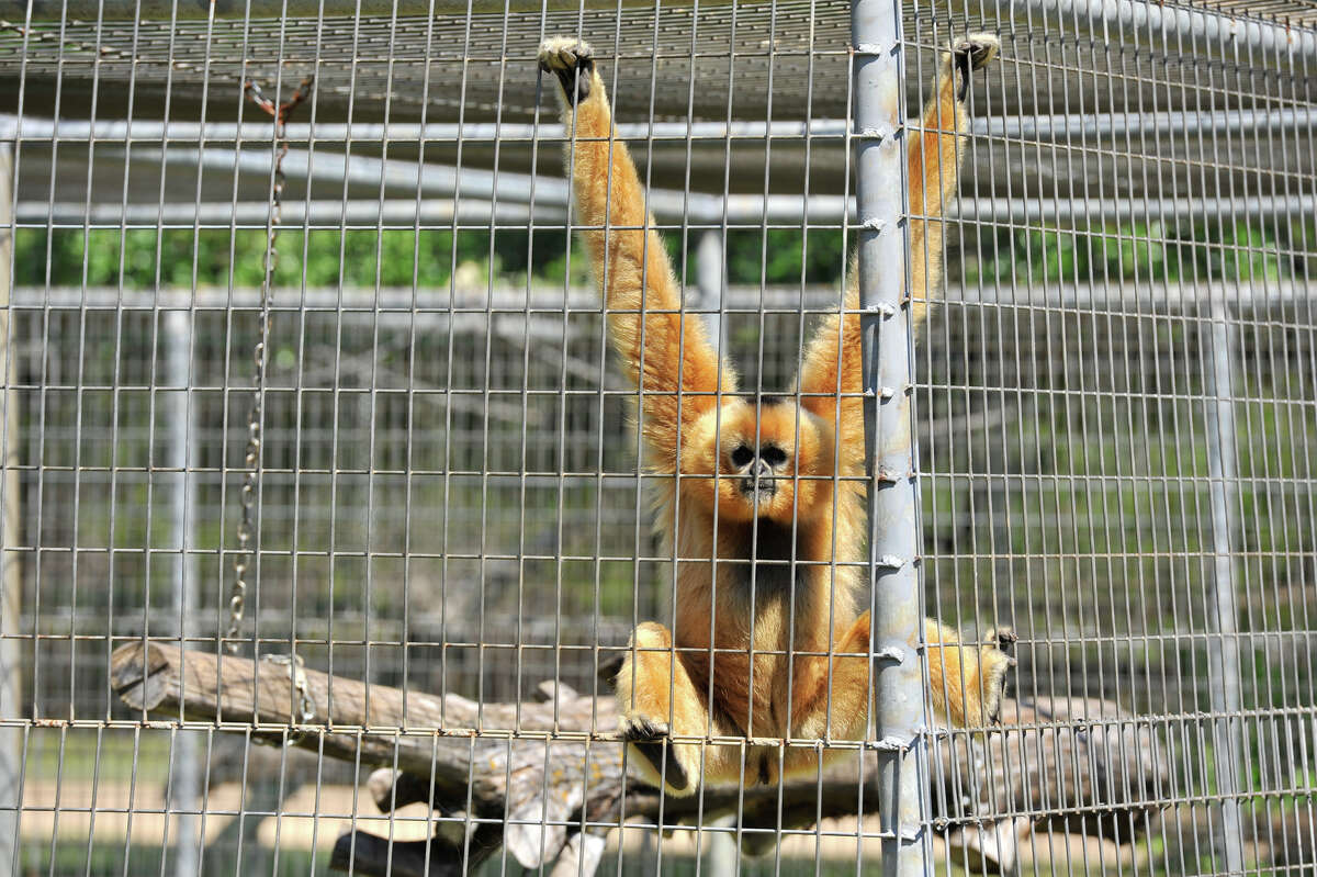 Primate sanctuary has first public tour