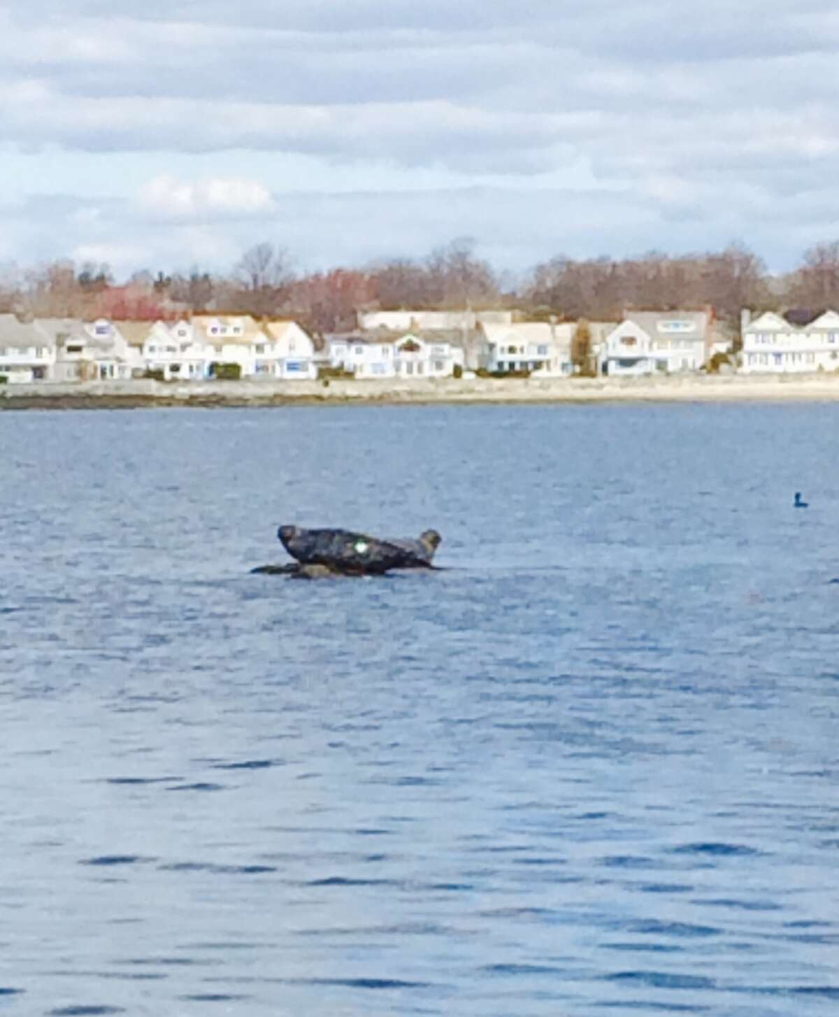 Whales spotted off Norwalk, Stamford, Greenwich