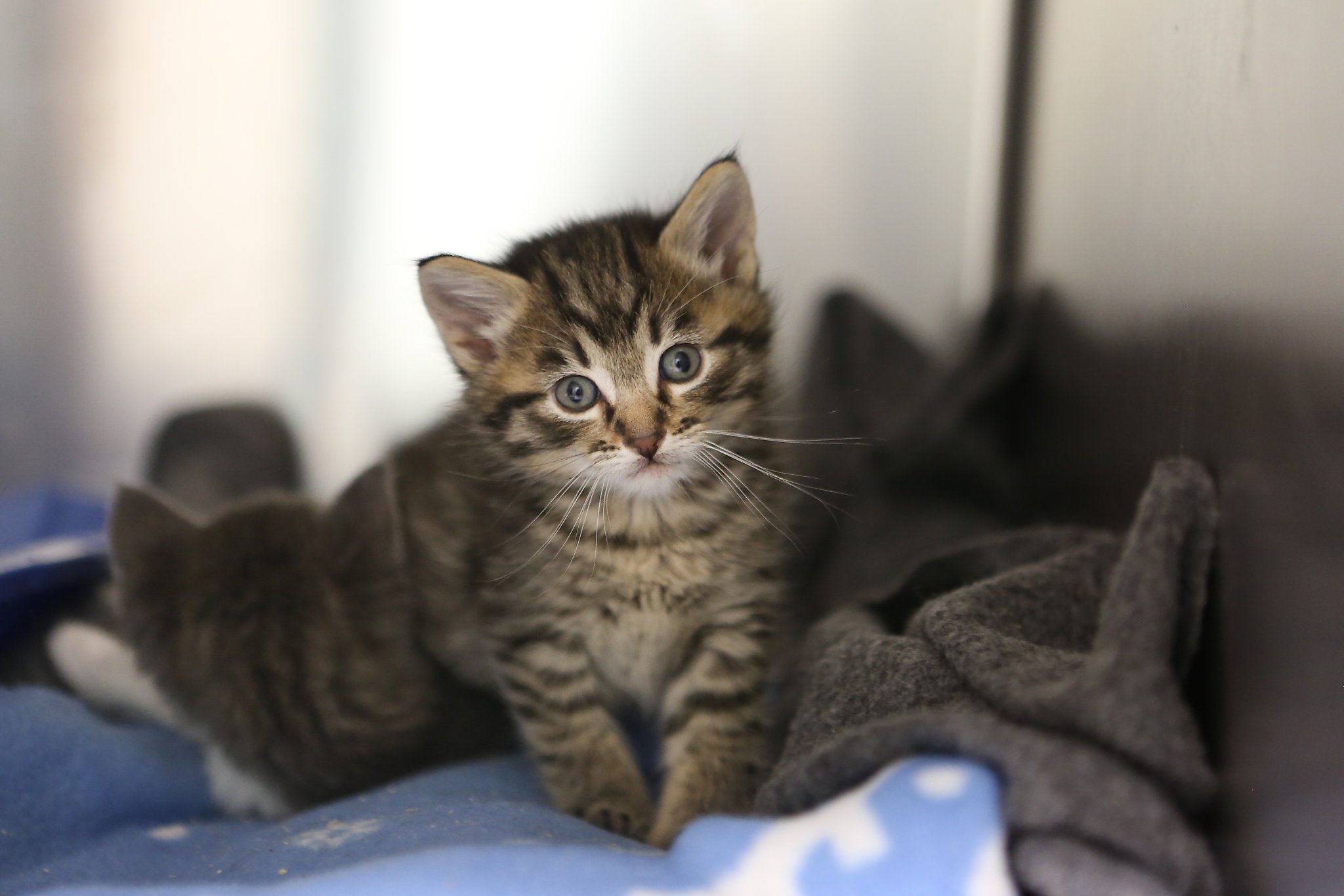 Is drought behind uptick in abandoned kittens? Is drought behind uptick in abandoned kittens?