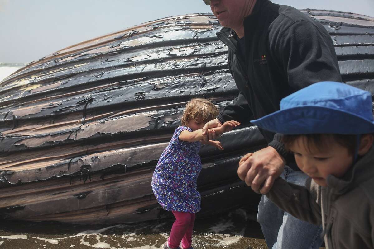 Beach mystery: Another dead whale washes up in Pacifica
