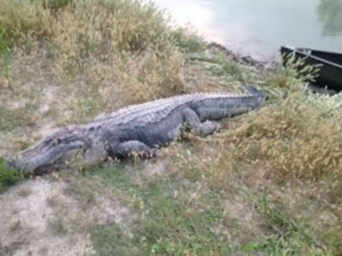 Officials charge two men in the death of 11-foot alligator in Central Texas