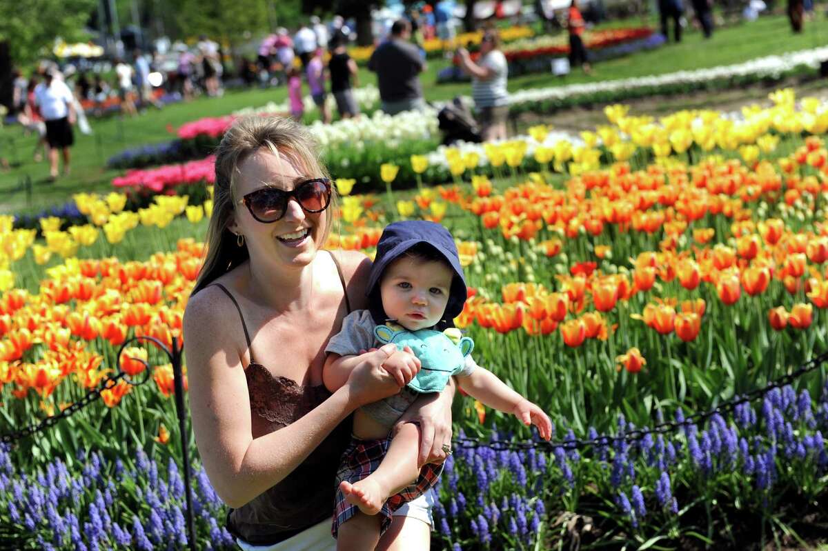 Albany gets ready for the Tulip Festival, Dutch-style