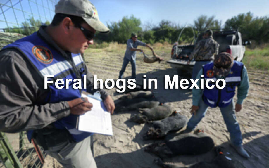 Texas weighs using bacon preservative to poison feral hogs - San ...