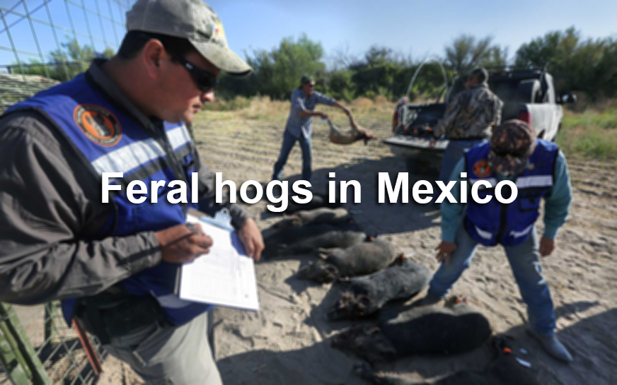 Texas weighs using bacon preservative to poison feral hogs