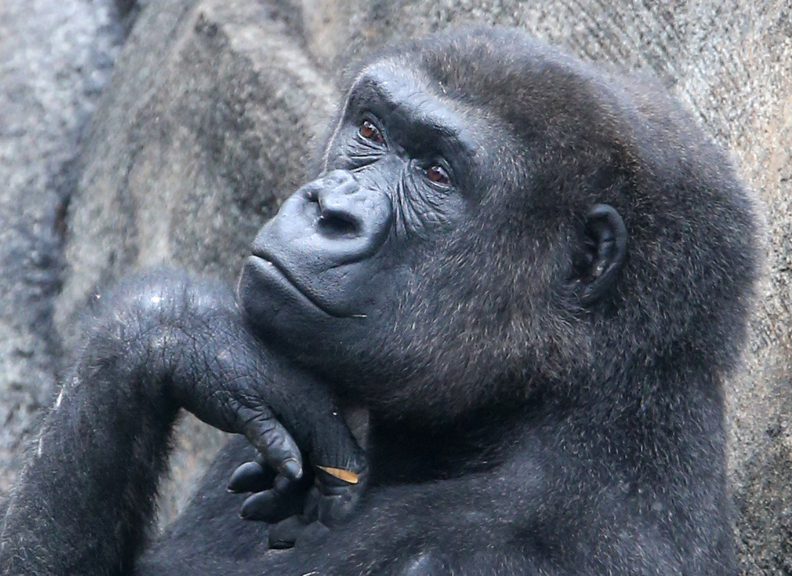 A who's who of zoo's new gorillas