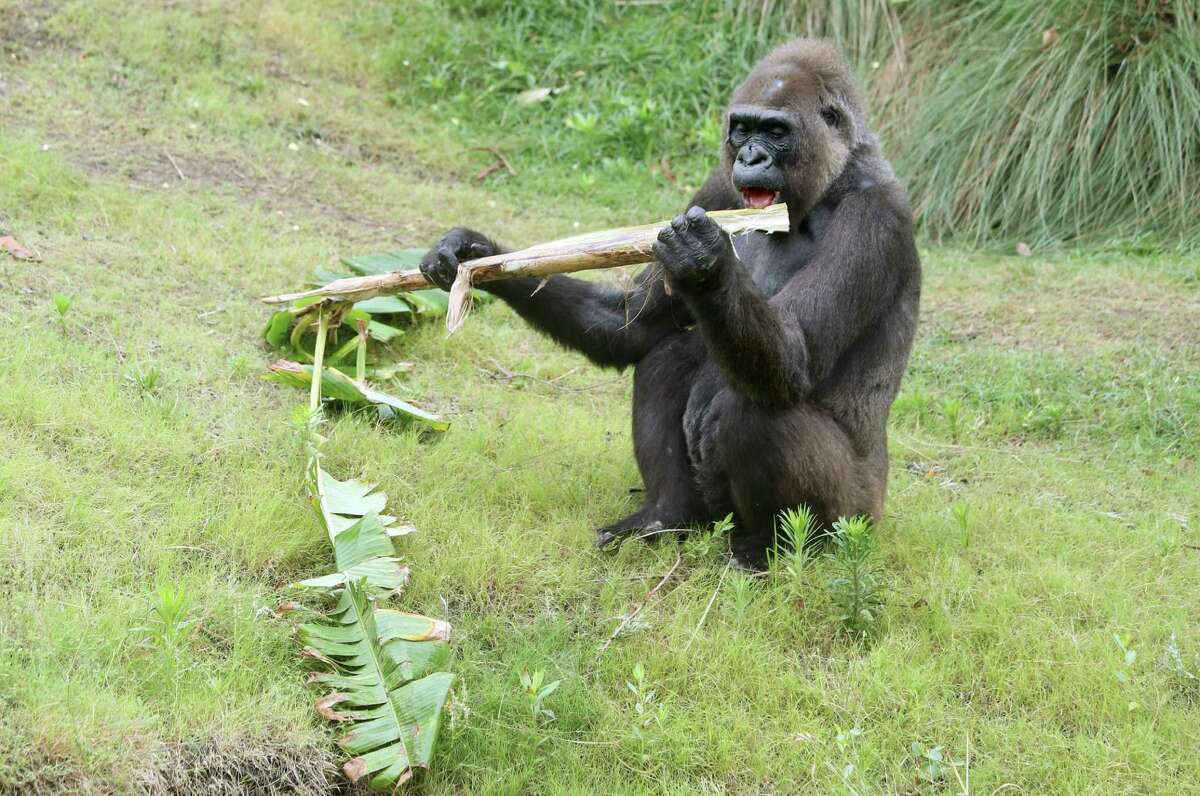 A who's who of zoo's new gorillas