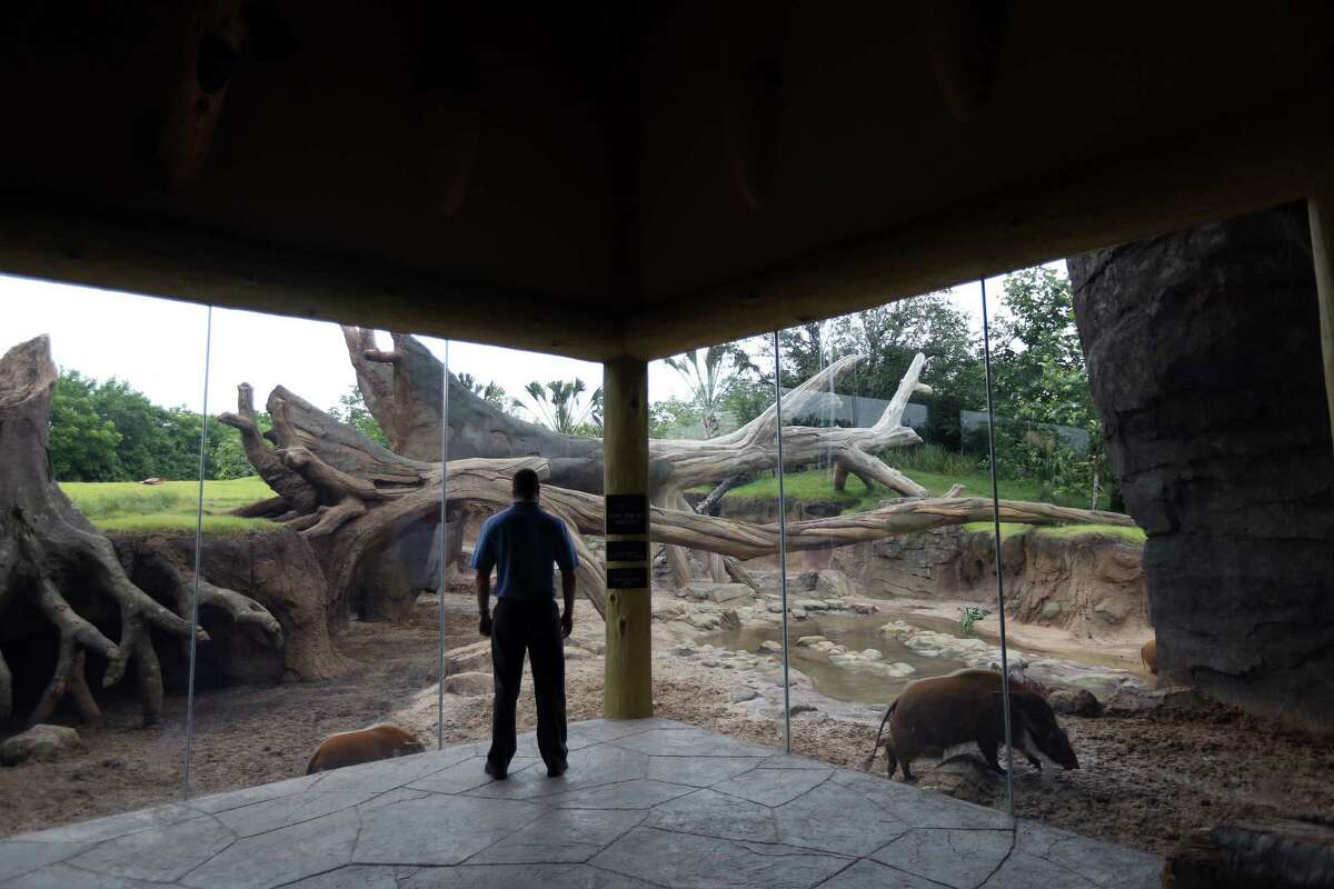 A who's who of zoo's new gorillas