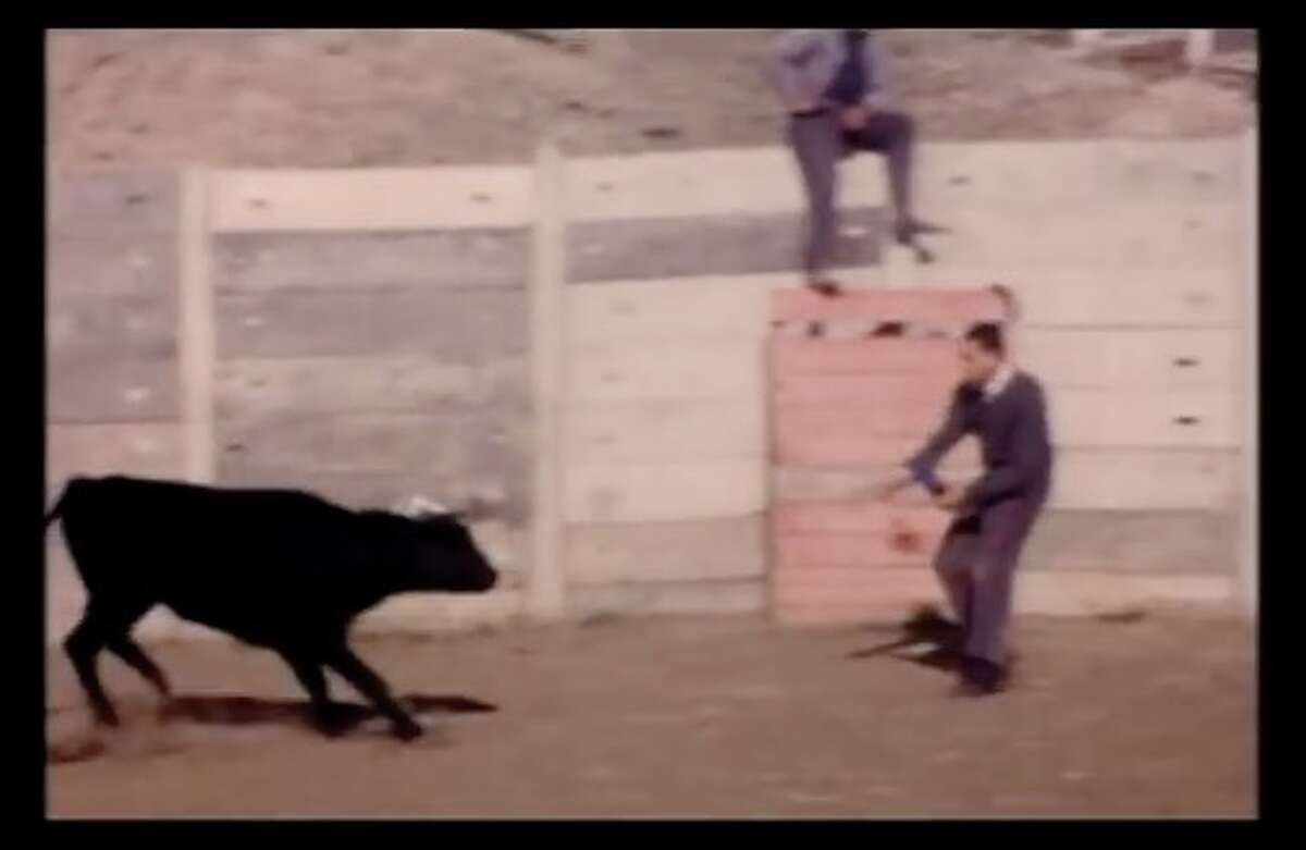 Weird animal experiments