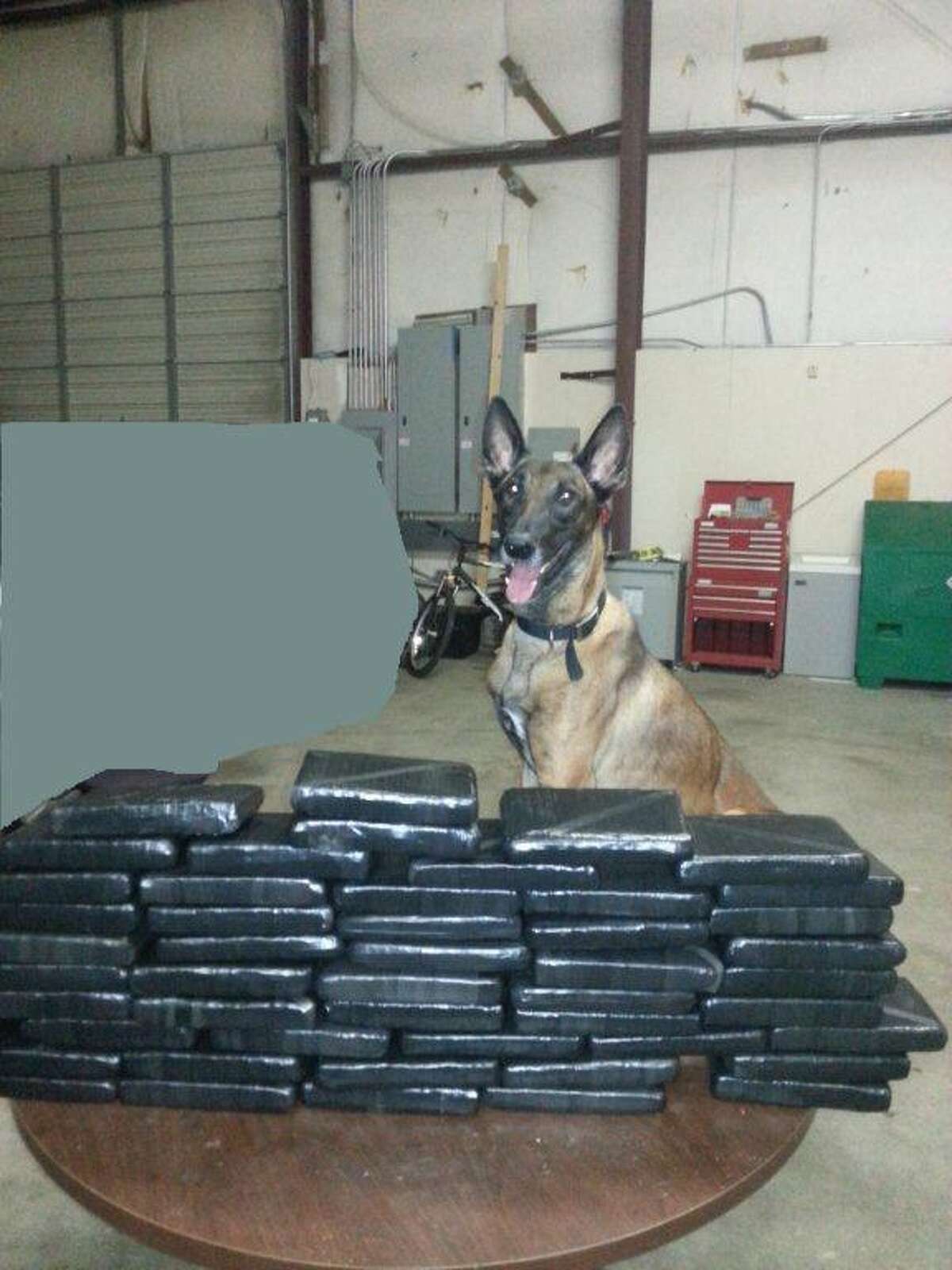 World's raddest police dog poses with drugs, guns