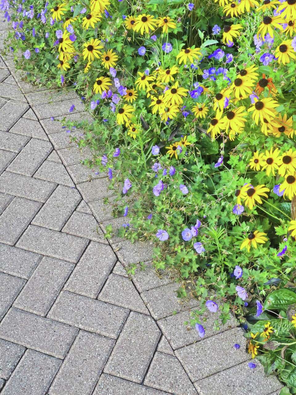 Revive your garden with these sun-loving plants